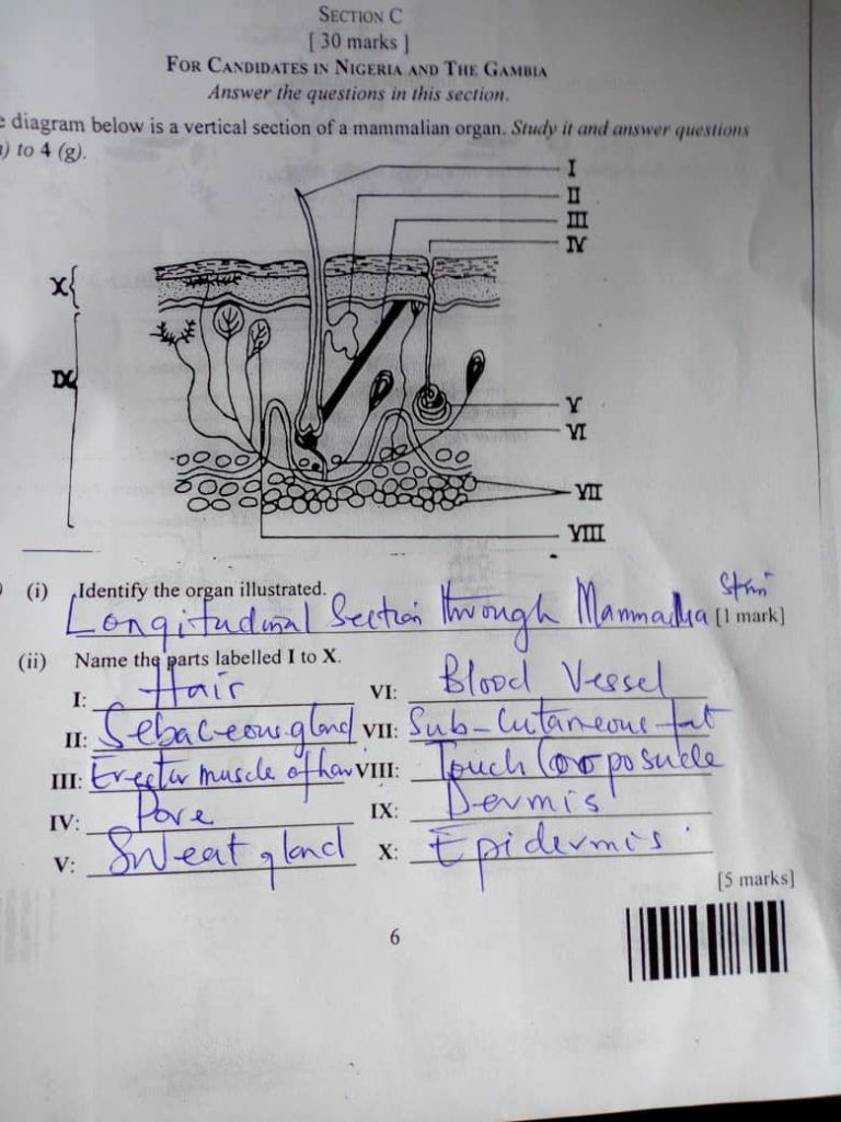 Waec Gce Biology Practical Drawings